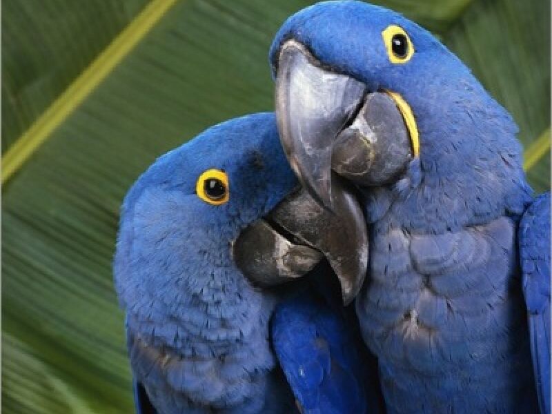 Araras-azuis encantam turistas no Pantanal de Mato Grosso do Sul ...