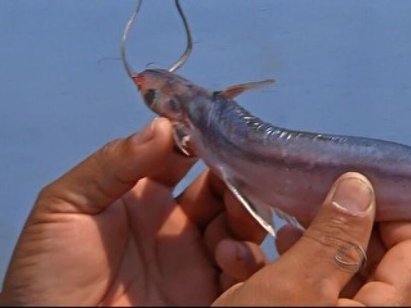 Peixe com 'chifres' chama a atenção de pescador no Pantanal de MS ...