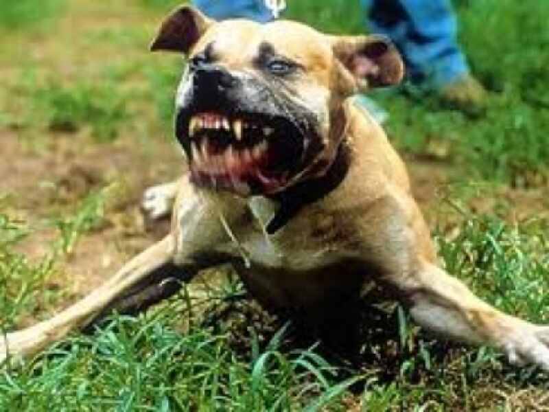 Confirmados mais três casos de raiva animal em cães - Bonito Informa