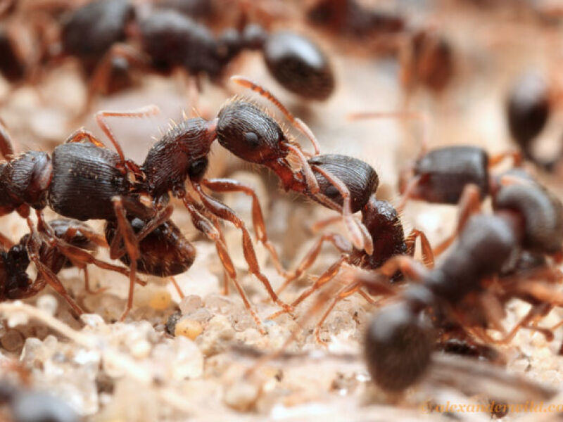 Formigas podem transmitir doenças em hospitais, alertam estudos da UEMS ...