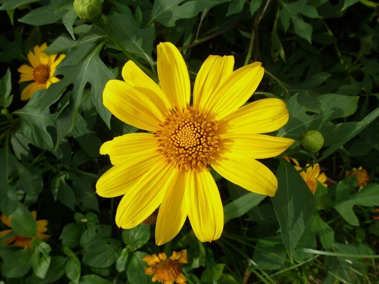 Linda flor-do-amazonas ou mão-de-deus, Conheça seus inúmeros benefícios ...