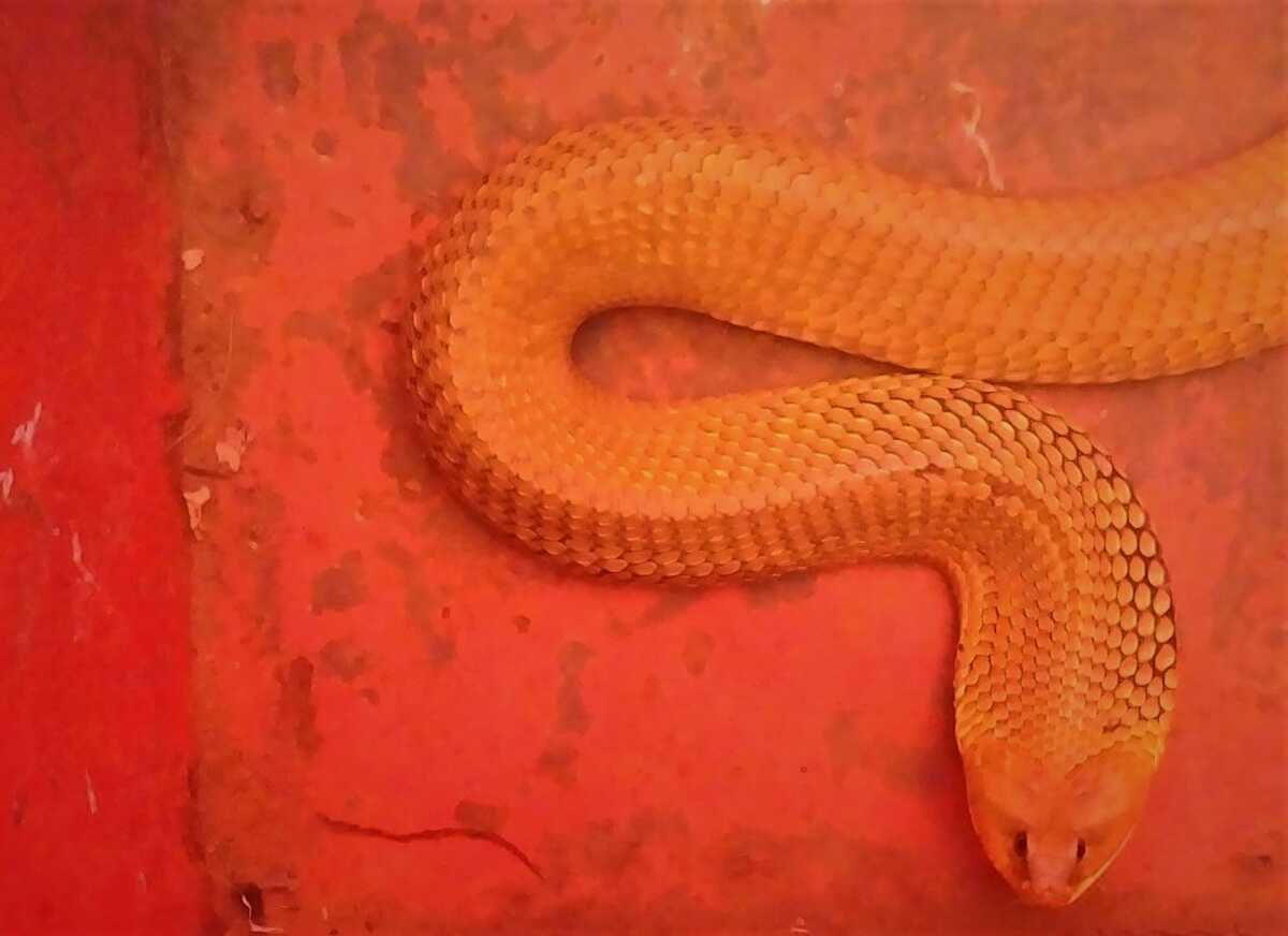 Serpente boipeva é capturada no quintal de residência - Bonito Informa