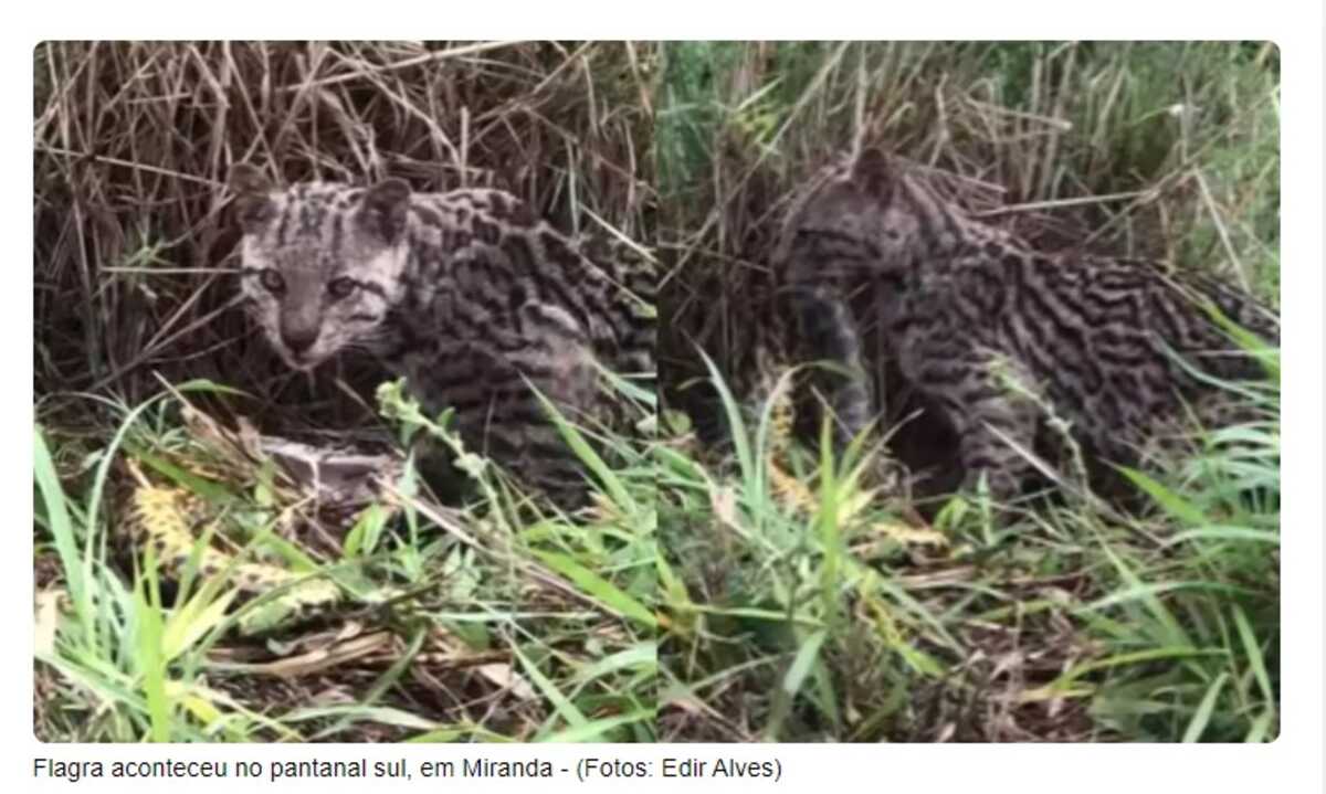 VÍDEO mostra jaguatirica comendo sucuri no pantanal de Mato Grosso do Sul - Bonito Informa